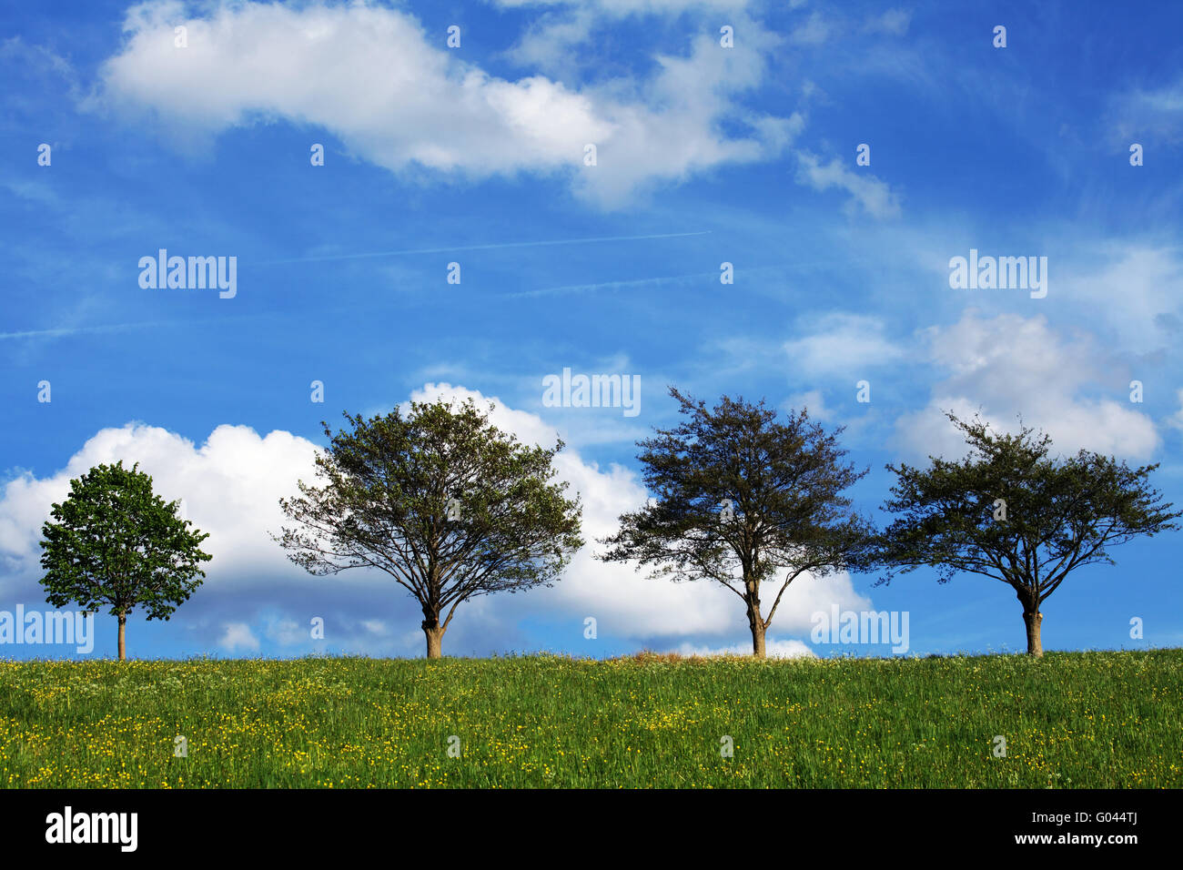 row of trees Stock Photo - Alamy