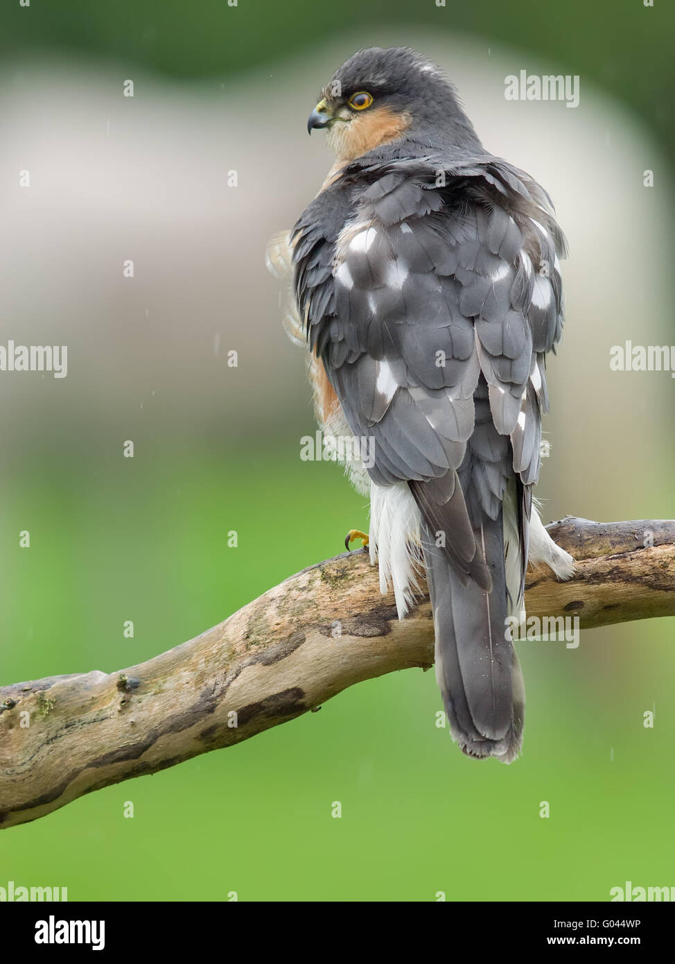 Raptor hide hi-res stock photography and images - Alamy