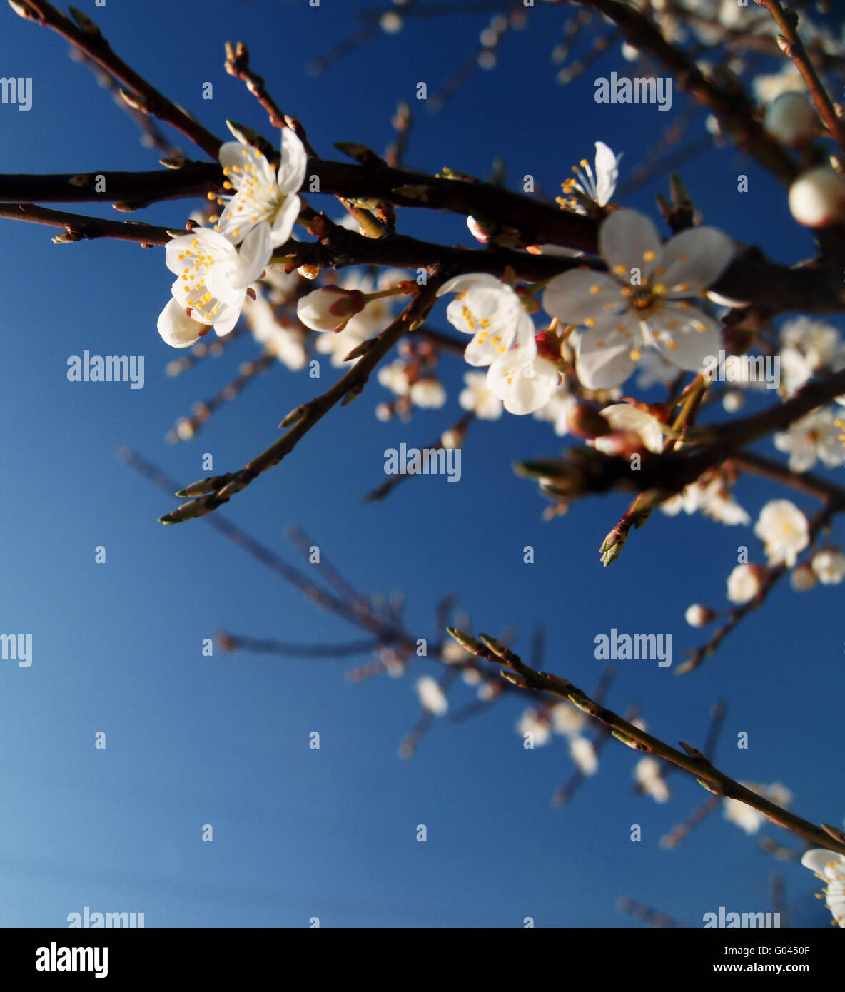 Associated flora hi-res stock photography and images - Alamy