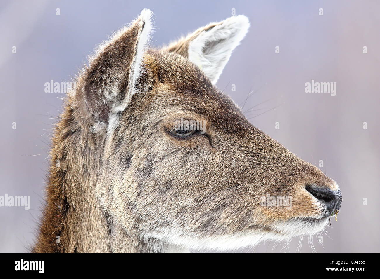 fallow deer calf close up portrait ( Dama dama, female Stock Photo - Alamy