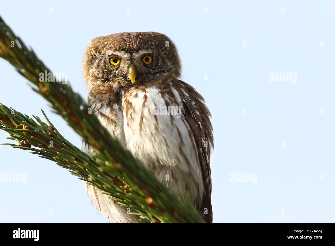 eurasian pygmy owl perched on spruce ( Glaucidium passerinum Stock ...