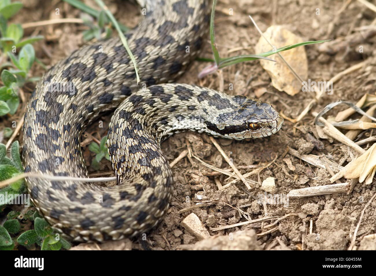 female meadow viper in natural habitat ( Vipera ursinii rakosiensis ...