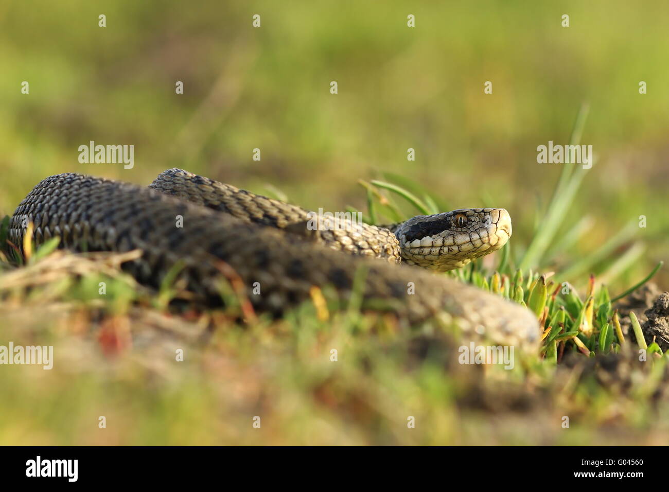 female meadow viper in the grass ( Vipera ursinii rakosiensis Stock ...