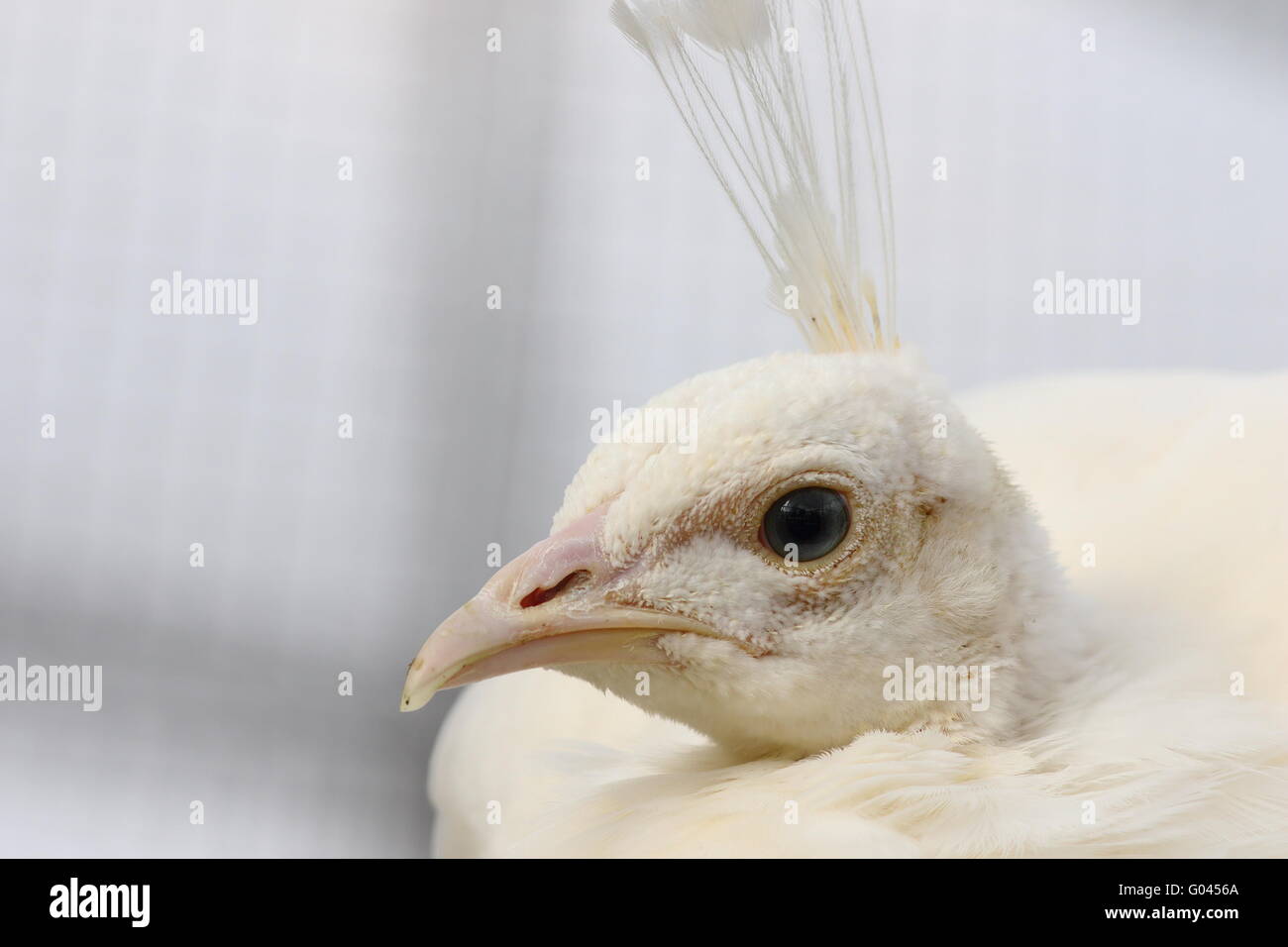 Peahen bird hi-res stock photography and images - Alamy
