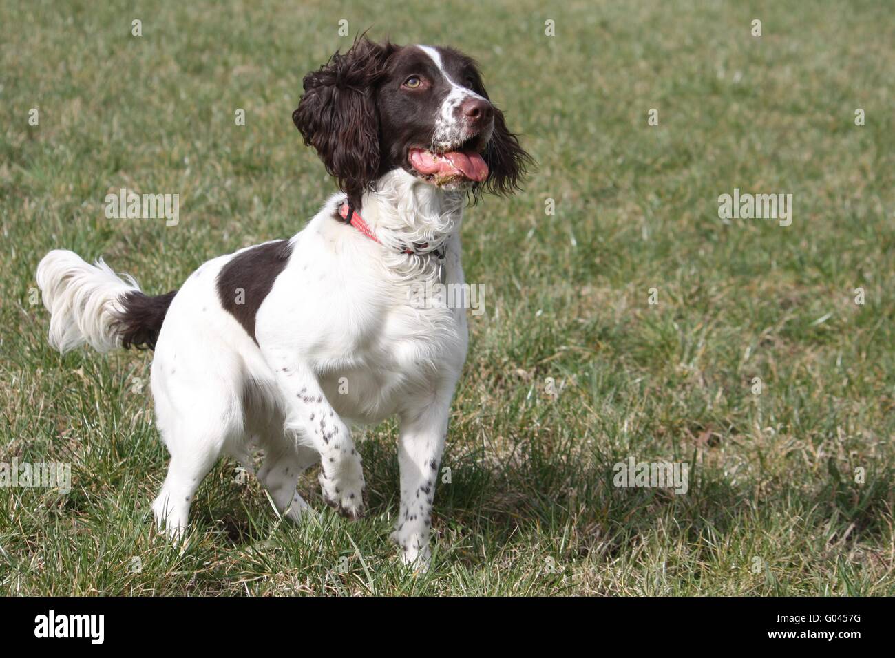 a working type english springer spaniel in a field Stock Photo - Alamy