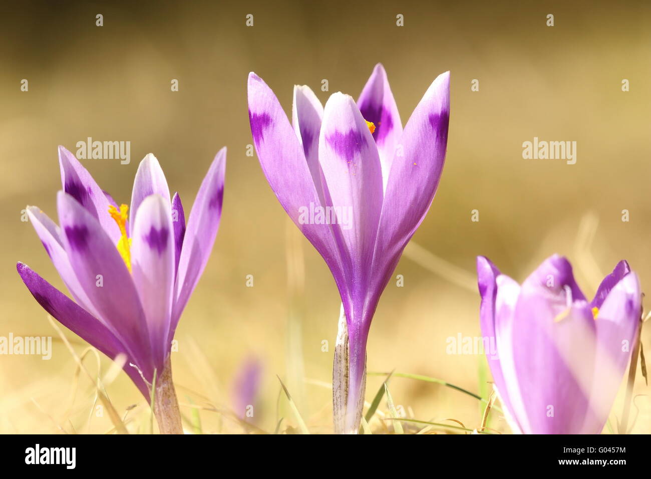 group of wild crocuses on mountain meadow ( Crocus sativus Stock Photo ...