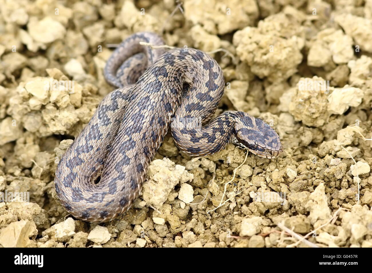 Iucn protected snake hi-res stock photography and images - Alamy