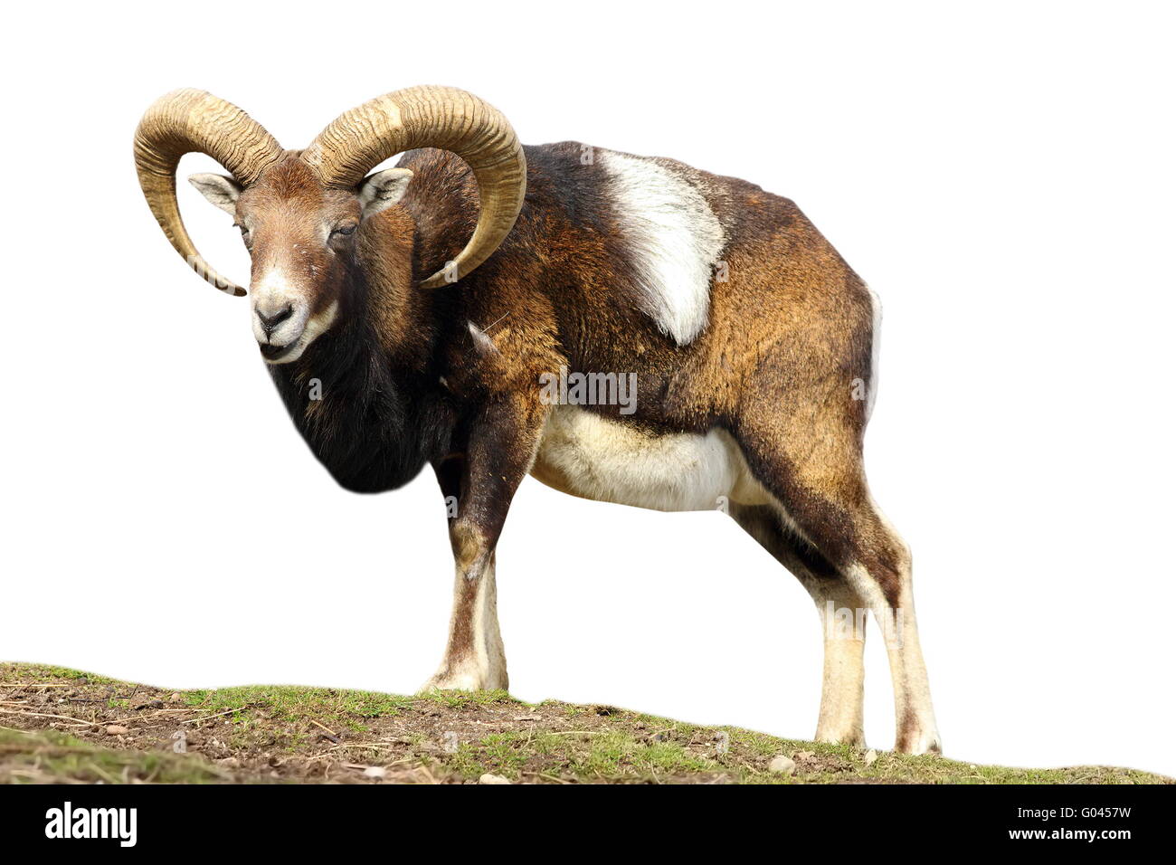 Mouflon wild sheep ram trophy hi-res stock photography and images - Alamy