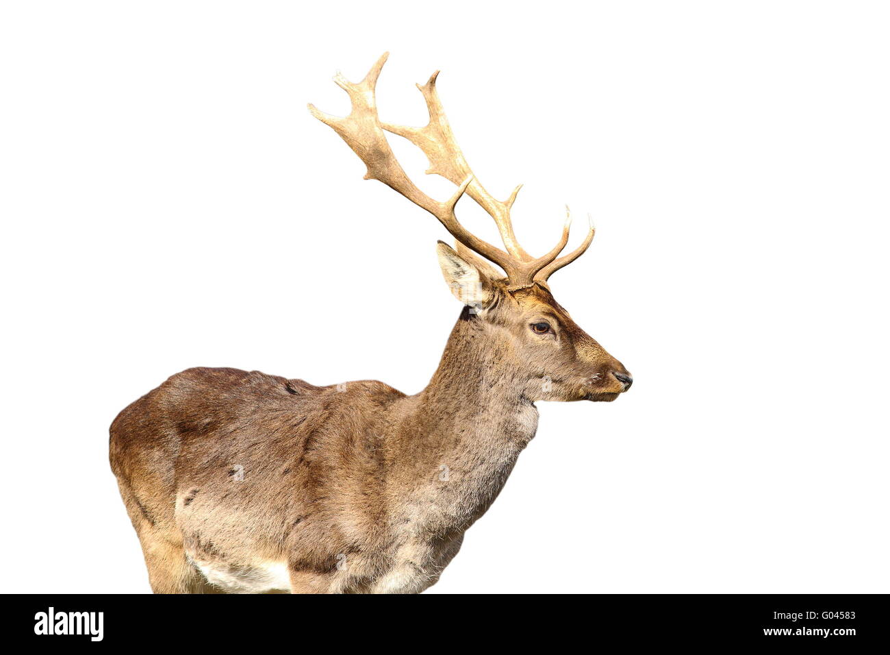 young fallow deer male isolated over white background ( Dama dama Stock ...