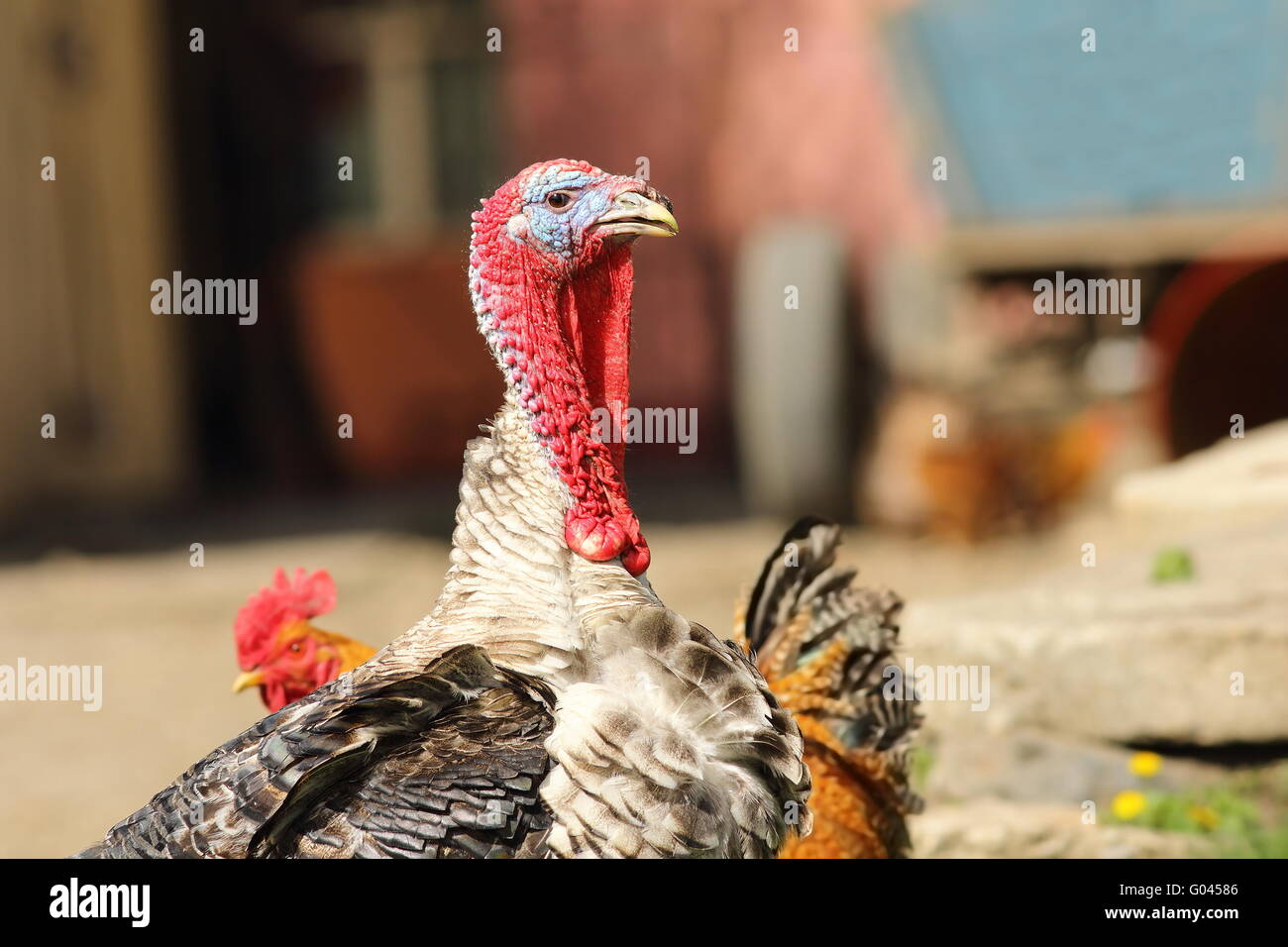 Male turkey hi-res stock photography and images - Alamy