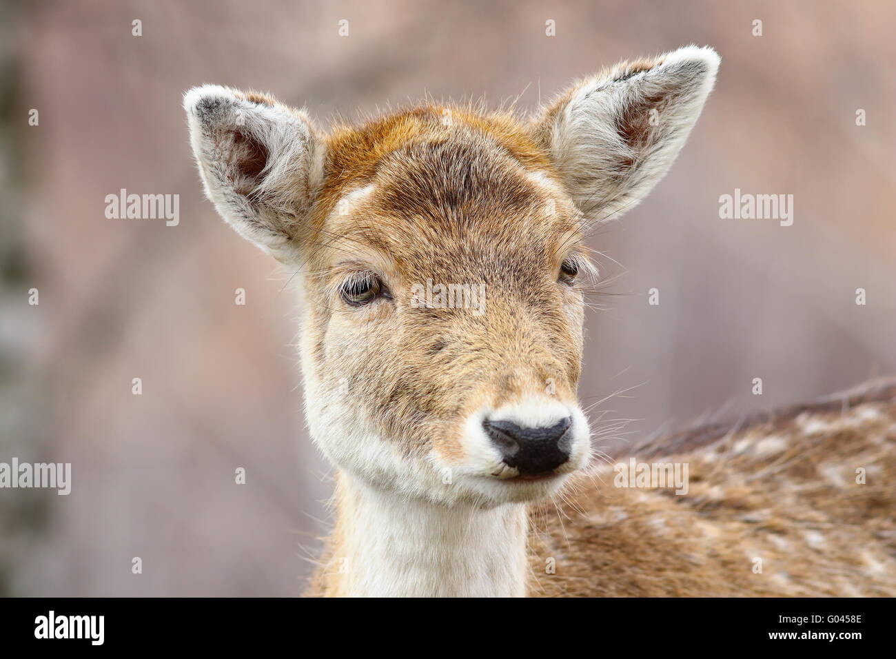 portrait of curious fallow deer doe ( Dama dama Stock Photo - Alamy