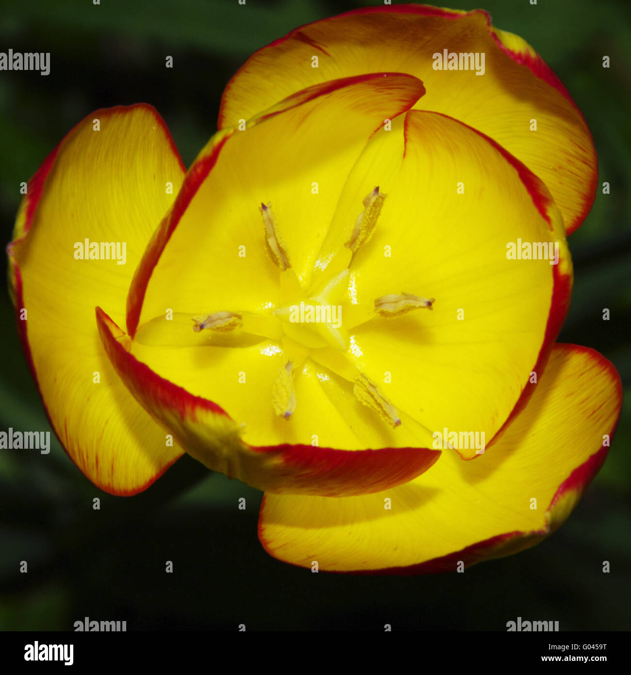 Ovary stamens tulip flower hi-res stock photography and images - Alamy