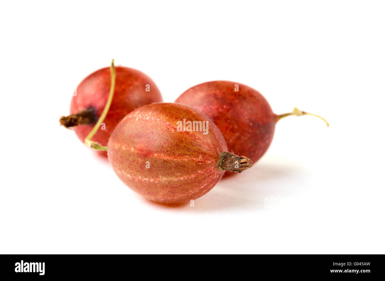 Three red berries of a gooseberry on a white background Stock Photo - Alamy