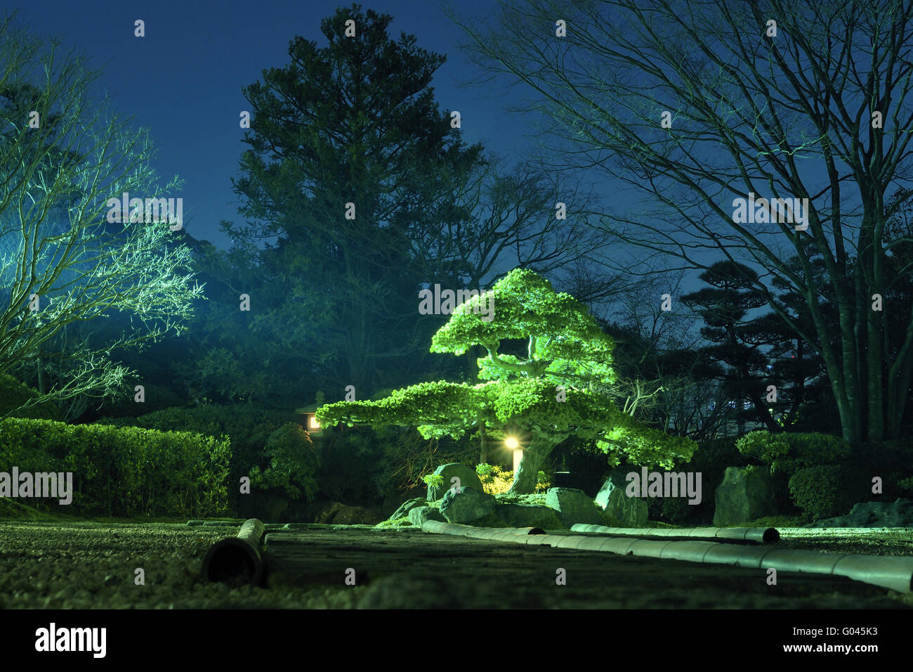 pine tree inside Japanese zen garden with scenic n Stock Photo - Alamy