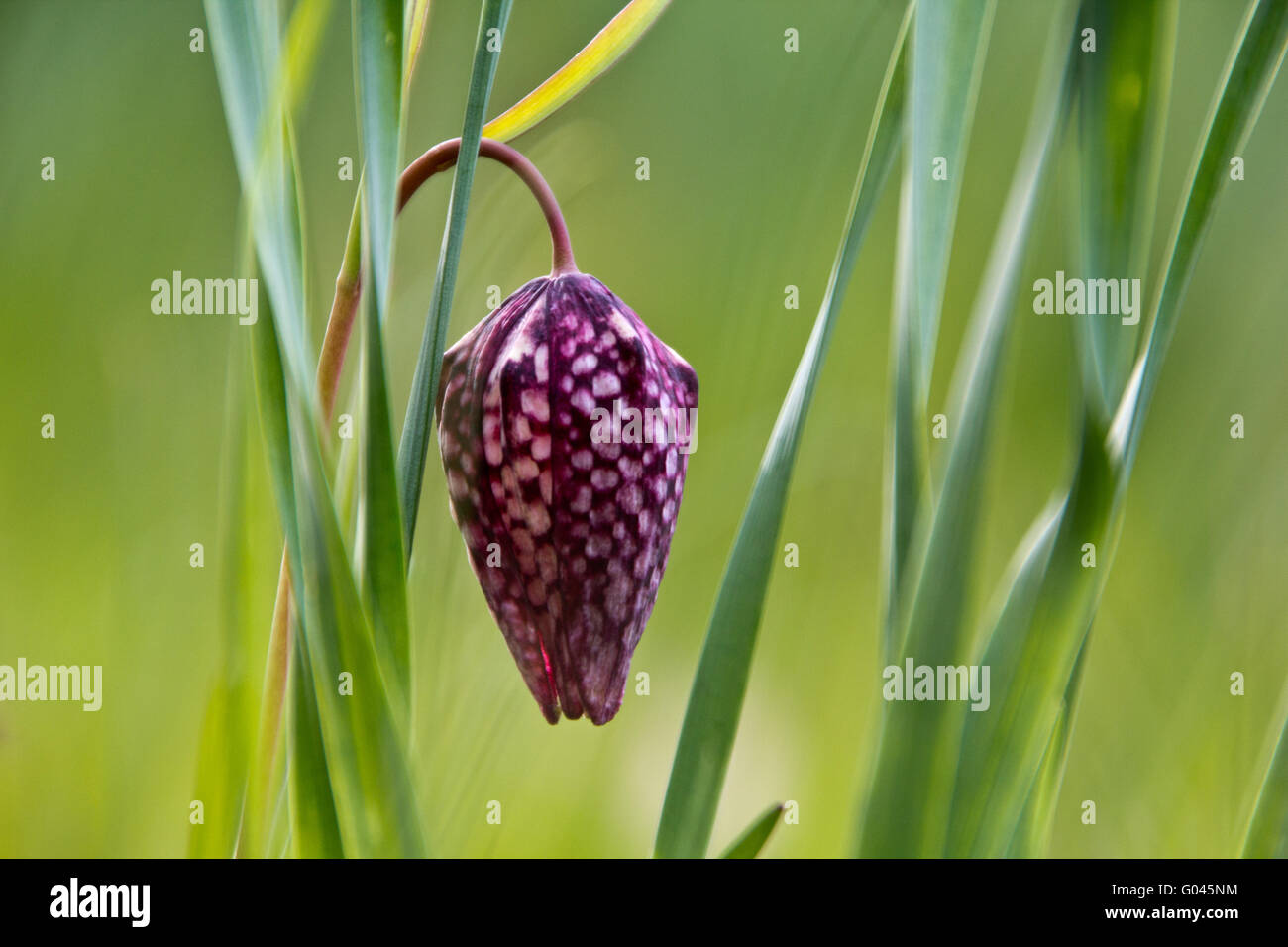 Checkered lily hi-res stock photography and images - Alamy