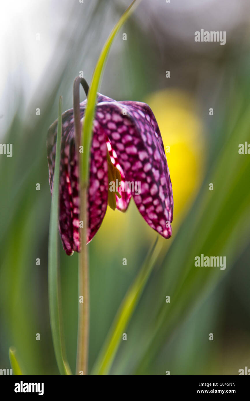Checkered lily, Fritillaria meleagris close up Stock Photo - Alamy