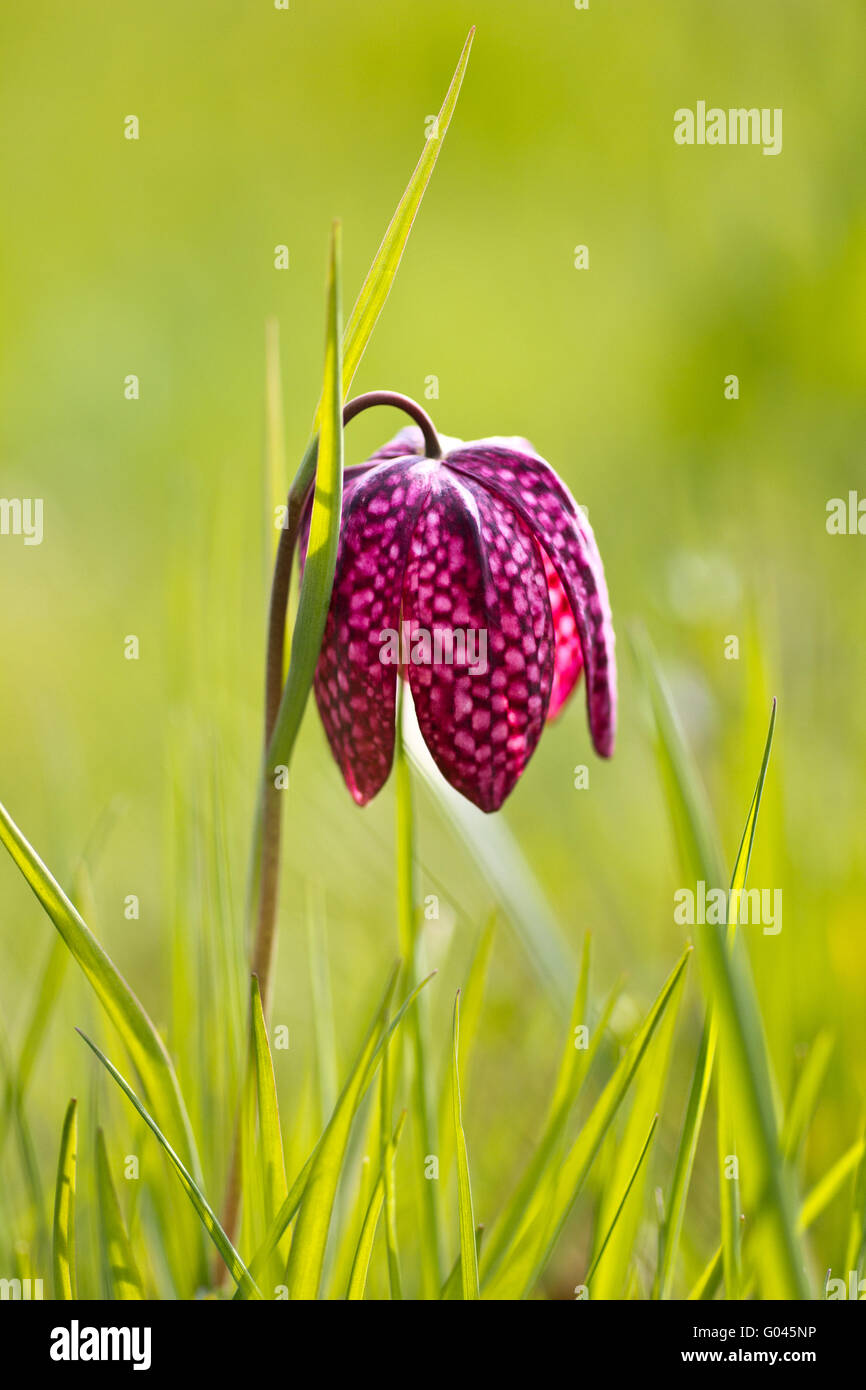 Checkered lily, Fritillaria meleagris close up Stock Photo - Alamy