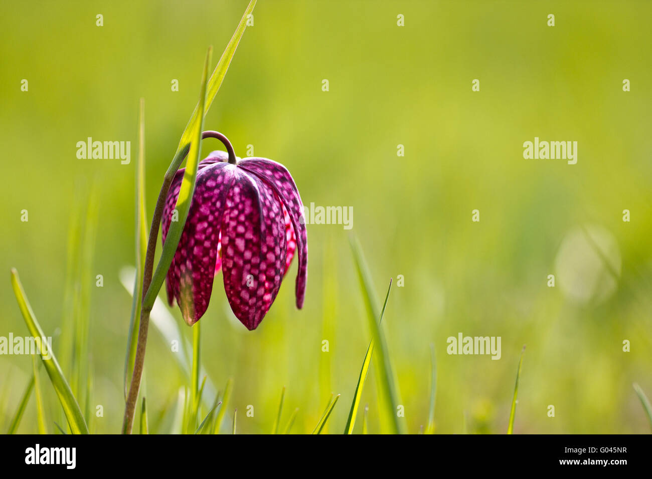 Checkered lily, Fritillaria meleagris close up Stock Photo - Alamy