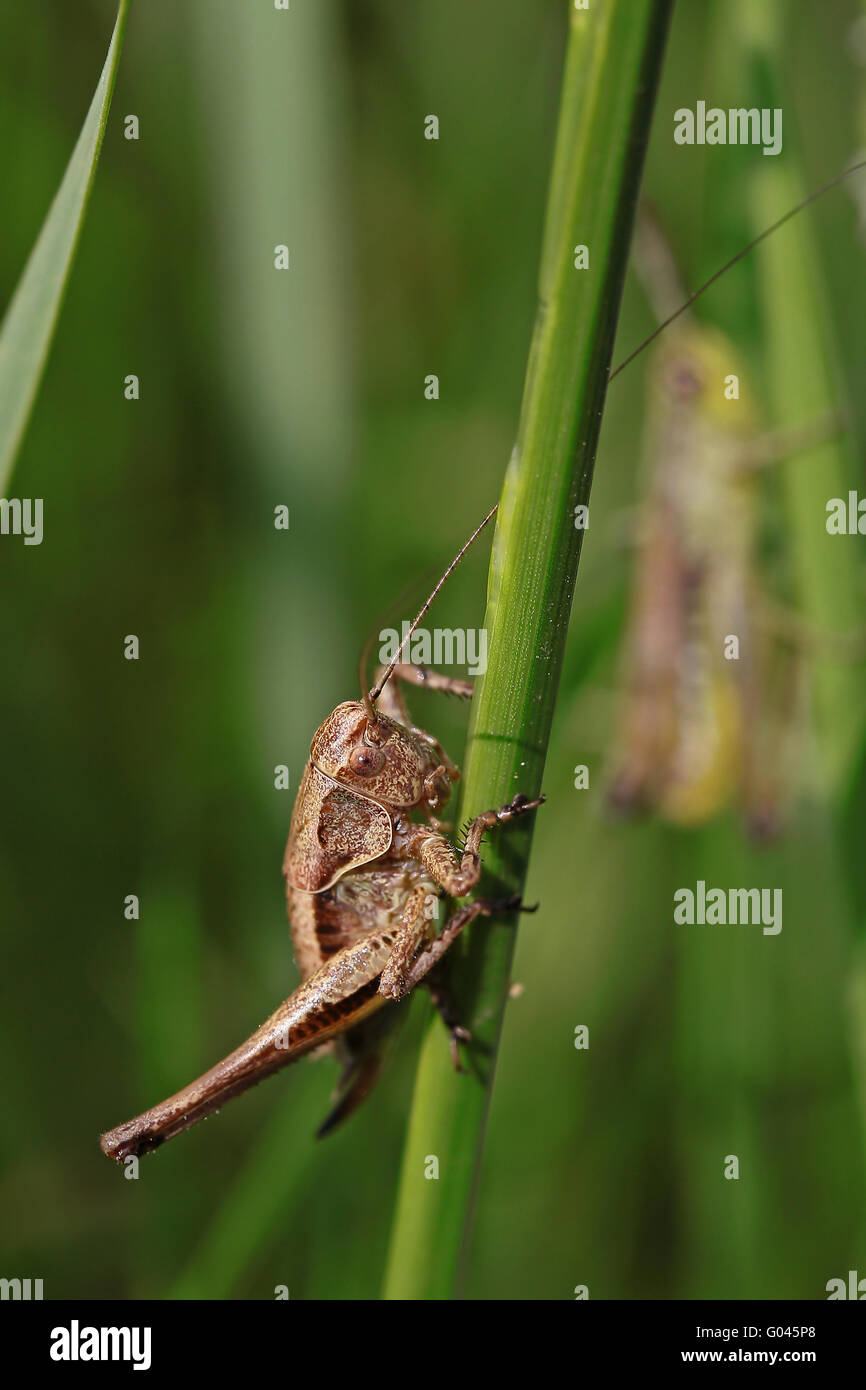 Common Bush Cricket Stock Photo - Alamy