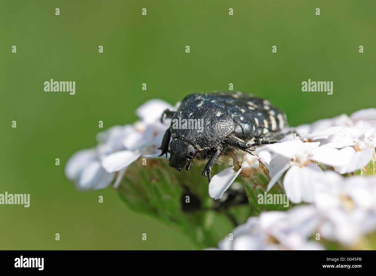Flower beetles hi-res stock photography and images - Alamy