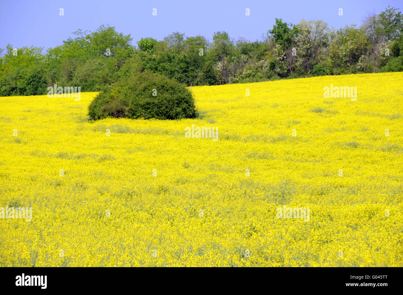 Field of Yellow Lucerne Flowers Stock Photo - Alamy