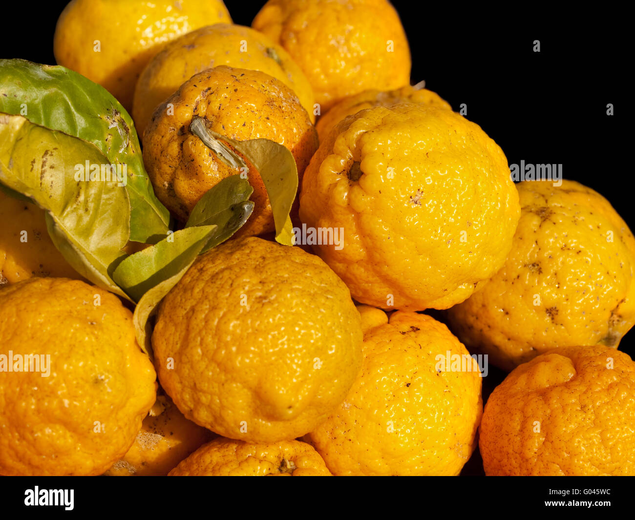 Wild bush lemons Stock Photo - Alamy