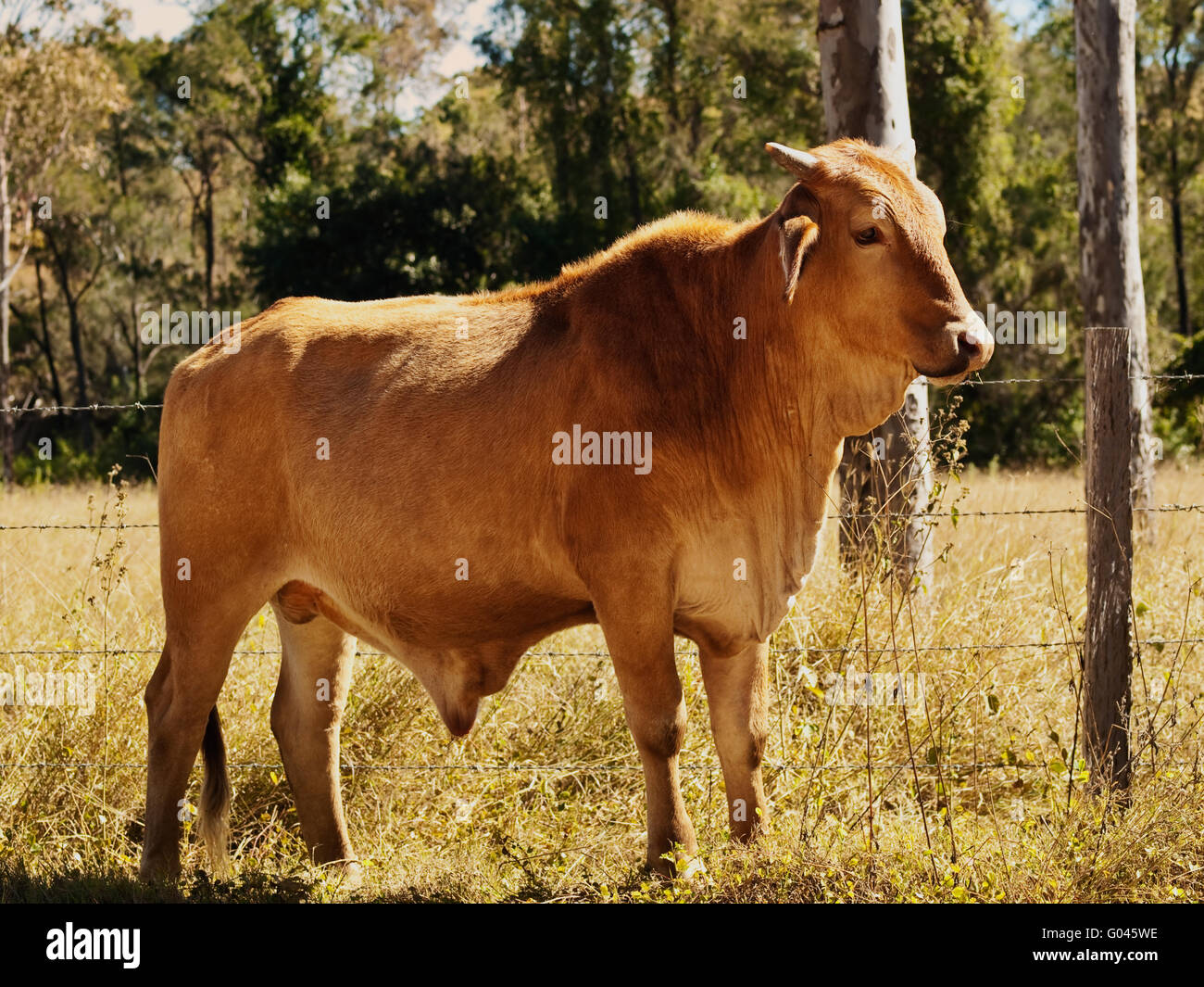 Australian beef cattle young bull Stock Photo - Alamy