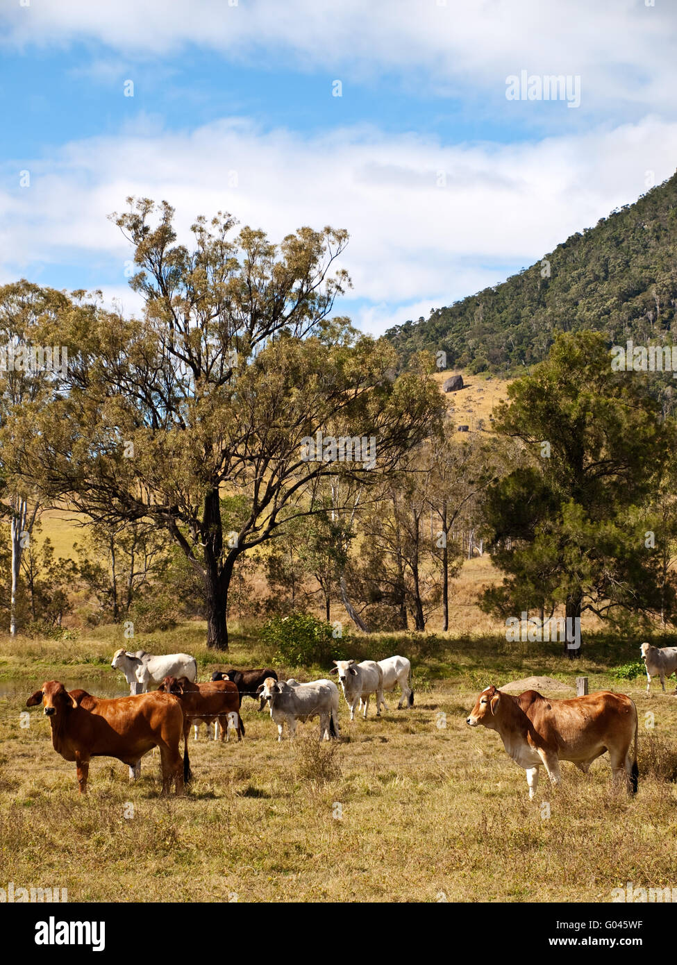 Australian farm scene hi-res stock photography and images - Alamy