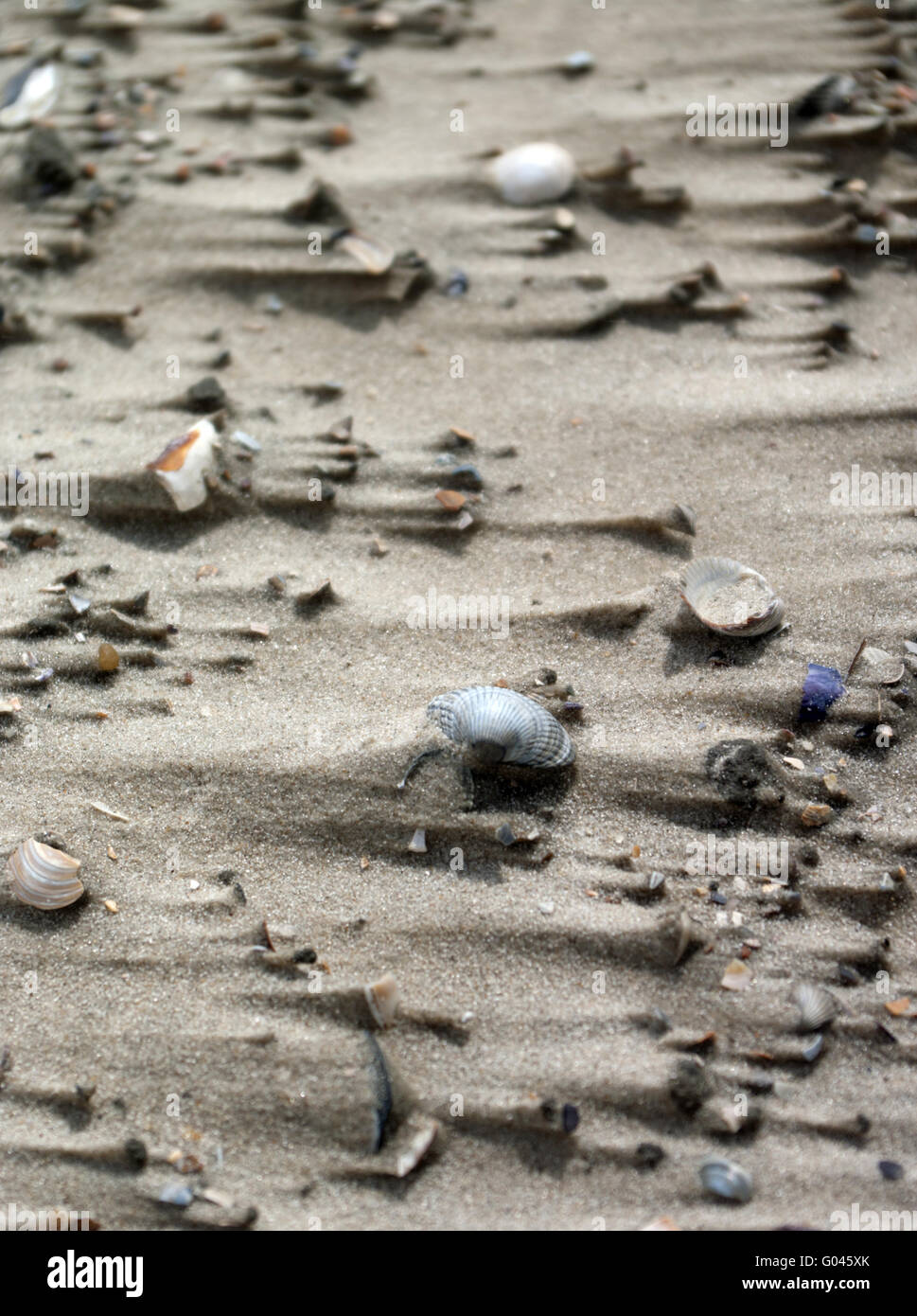 Sad seashell leftovers hi-res stock photography and images - Alamy