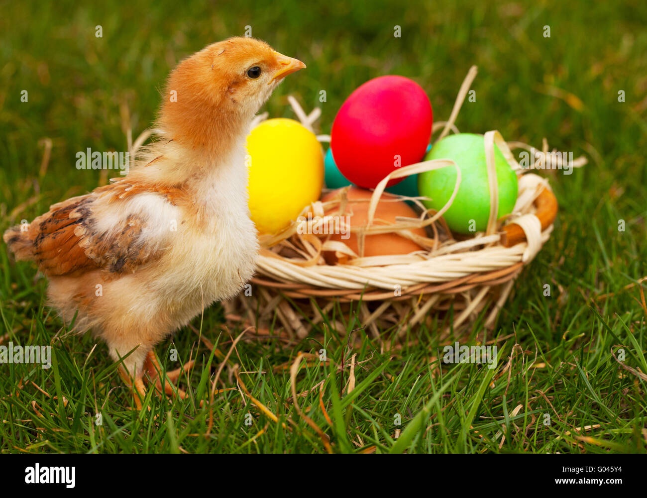 Small baby chickens with colorful Easter eggs Stock Photo - Alamy