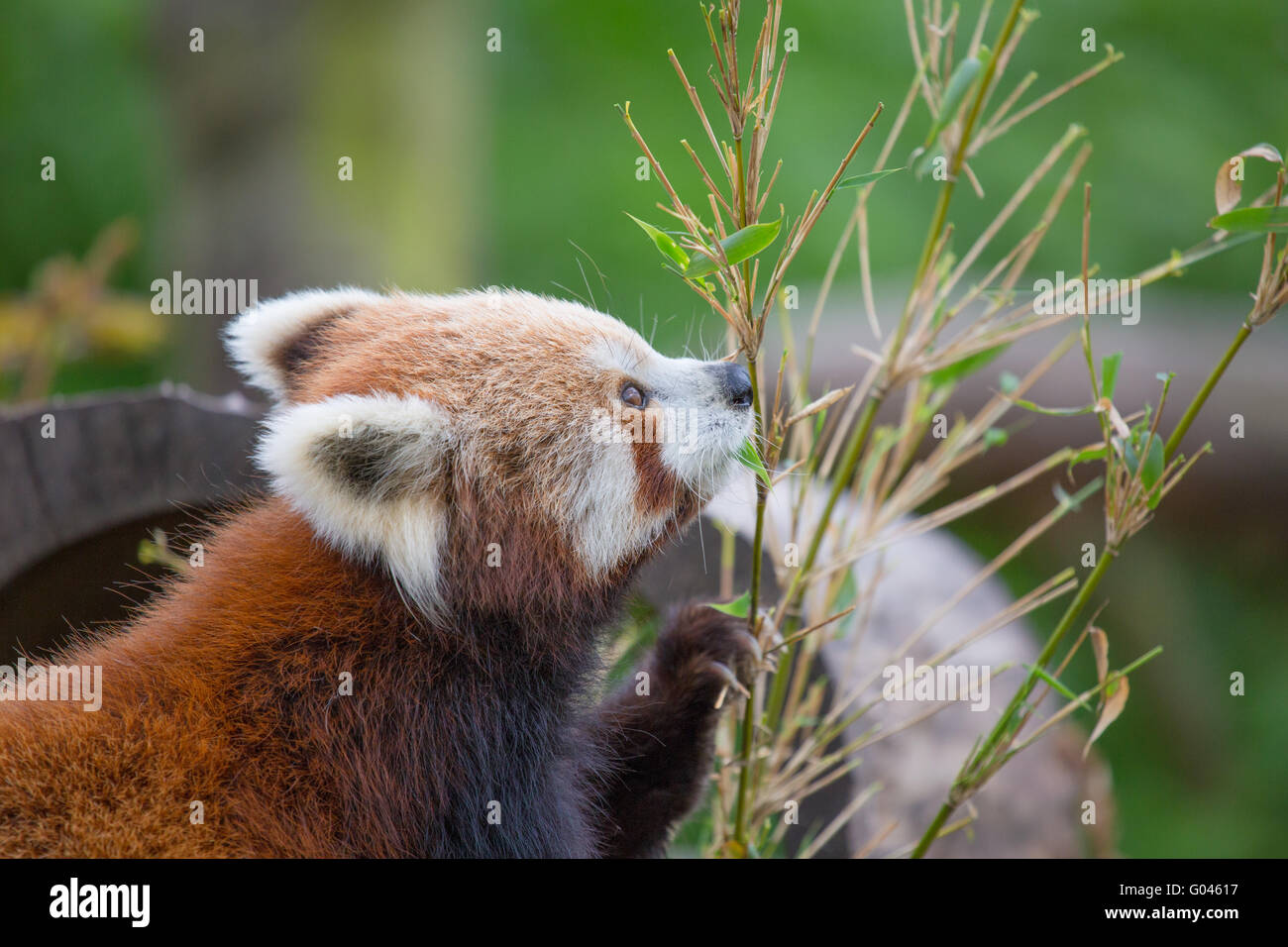 Little Panda Bear Stock Photo - Alamy