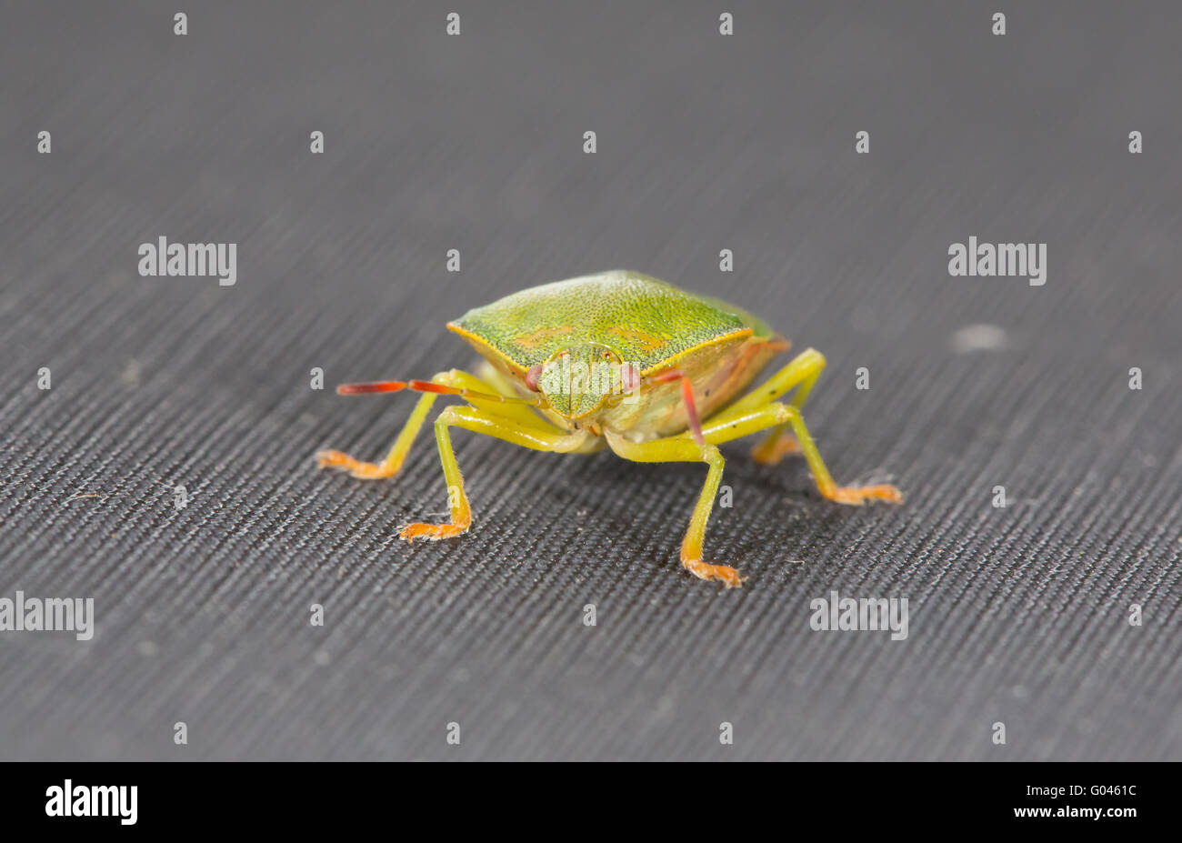 Bug eye hi-res stock photography and images - Alamy
