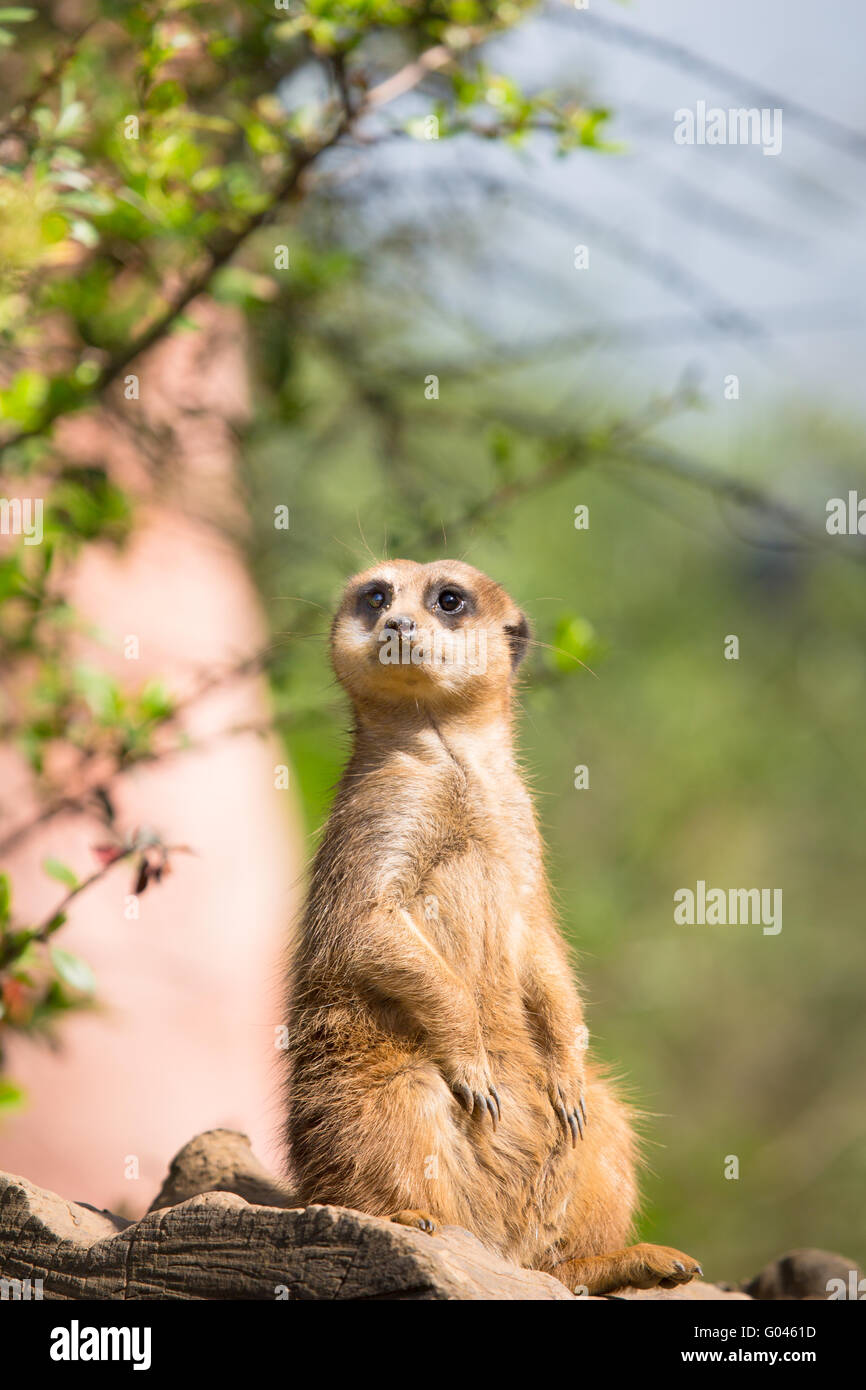 Meerkat watching interested Stock Photo - Alamy