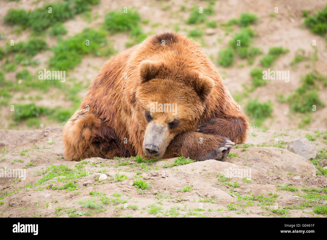 Sleeping Brown Bear Stock Photo - Alamy