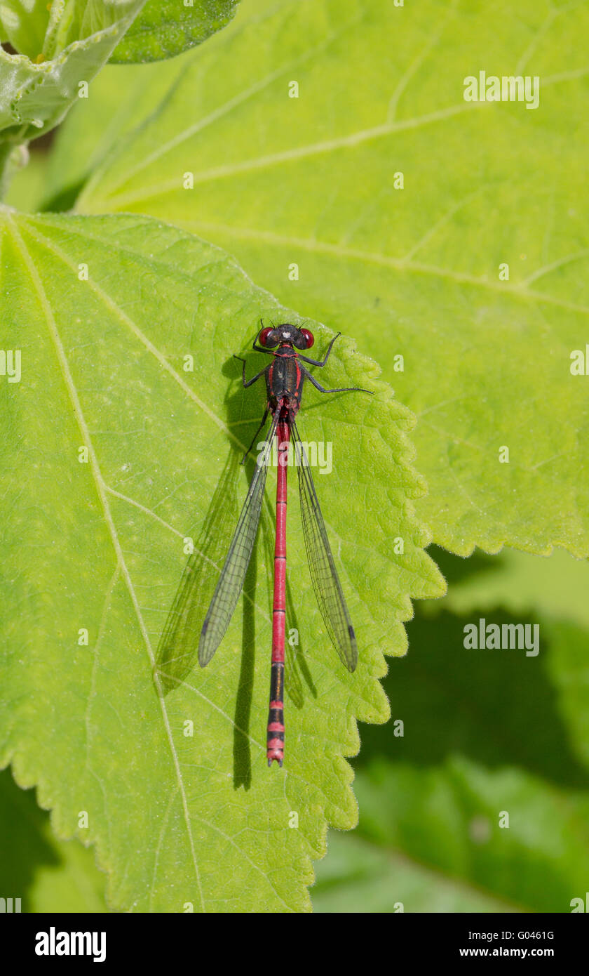 Dragonfly with red eyes Stock Photo - Alamy