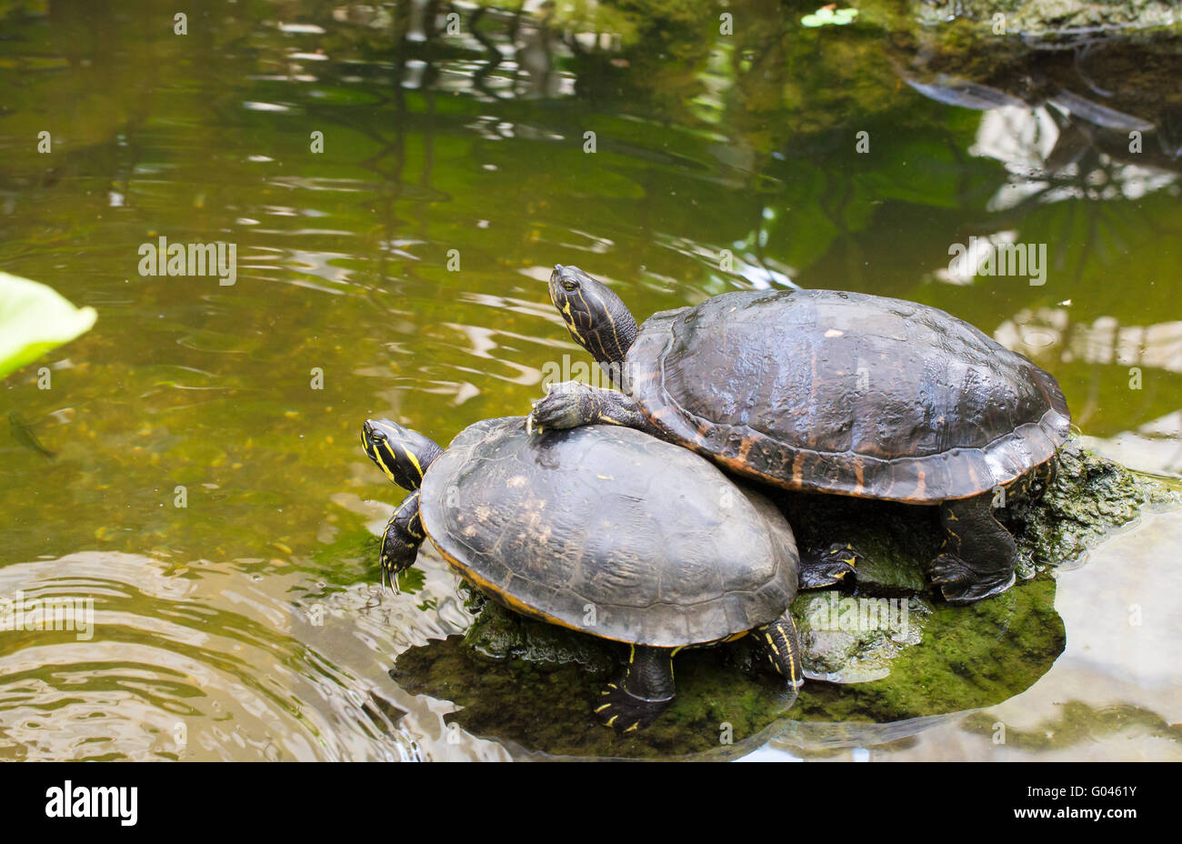 Turtle friends with a hug Stock Photo - Alamy