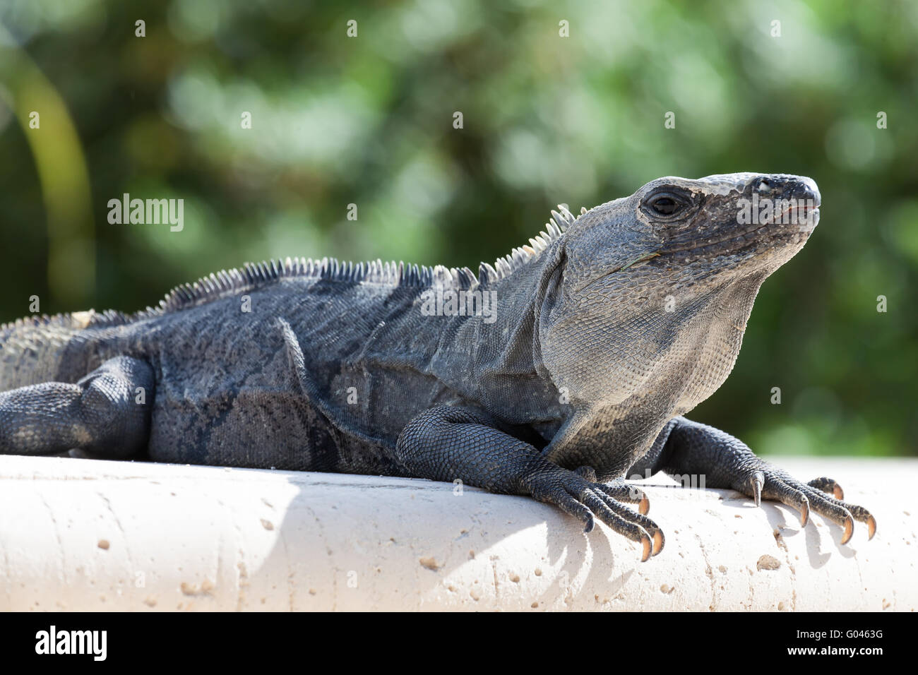 iguana resting on rock Stock Photo - Alamy