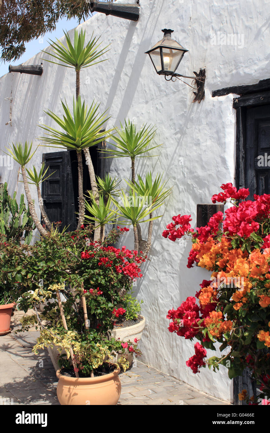 decorative plants in front of a white Spanish hous Stock Photo - Alamy