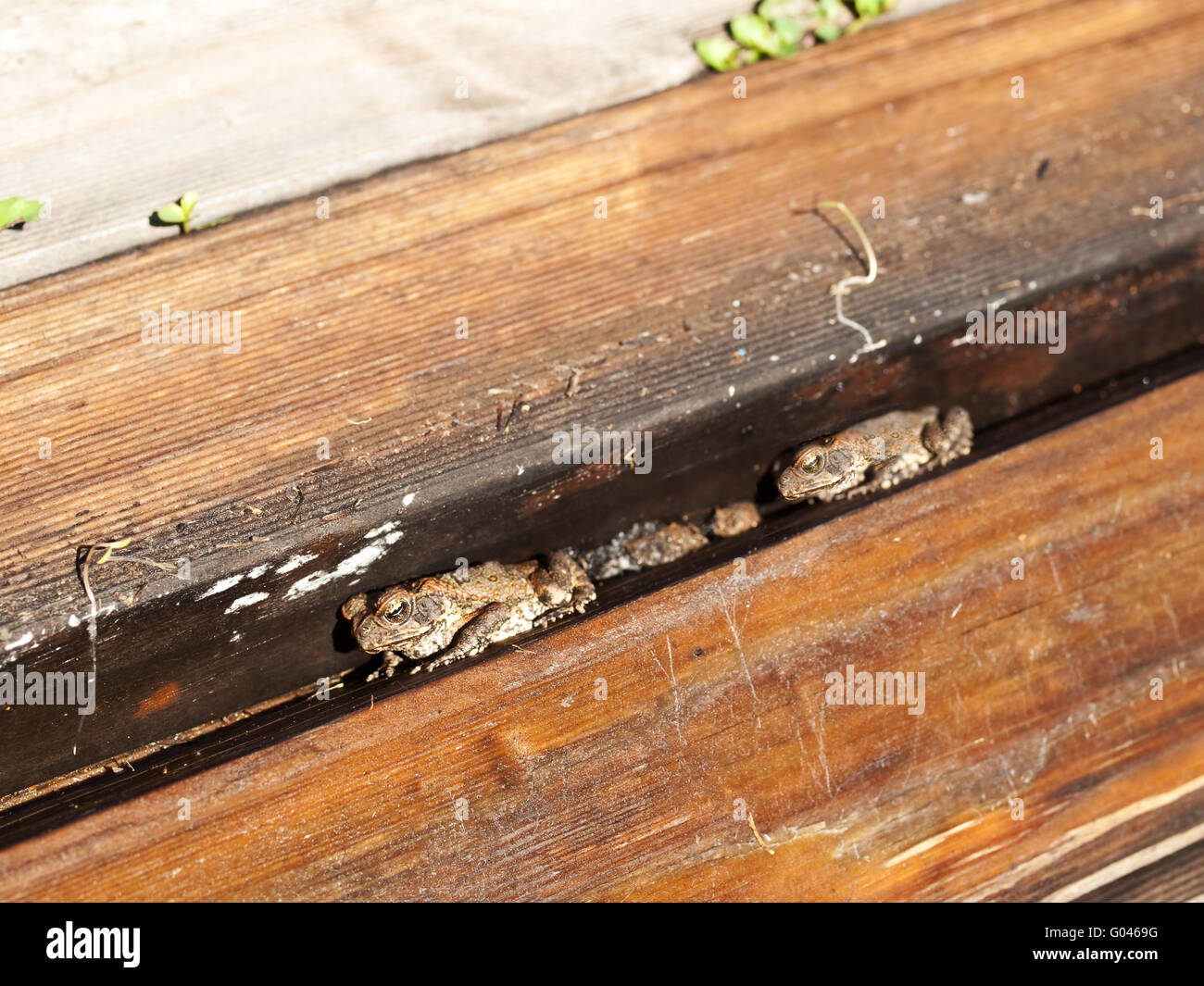 Cane toads hi-res stock photography and images - Alamy