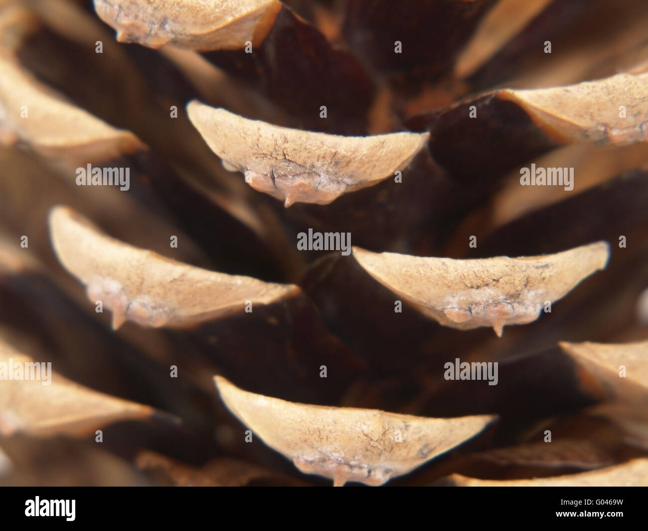 Fir cone closeup Stock Photo - Alamy