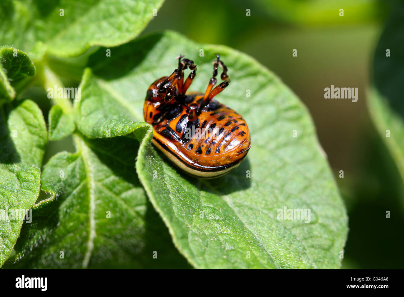 Close-up of Colorado beetle sitting on green potato leaf Stock Photo ...