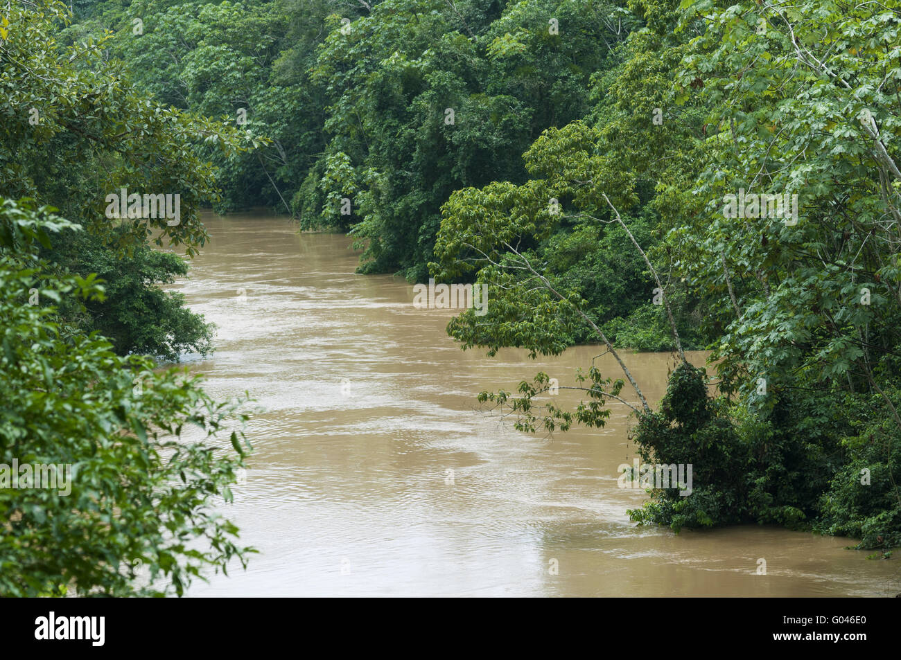 Lush rain forest vegetation at the Tiputini river Stock Photo - Alamy
