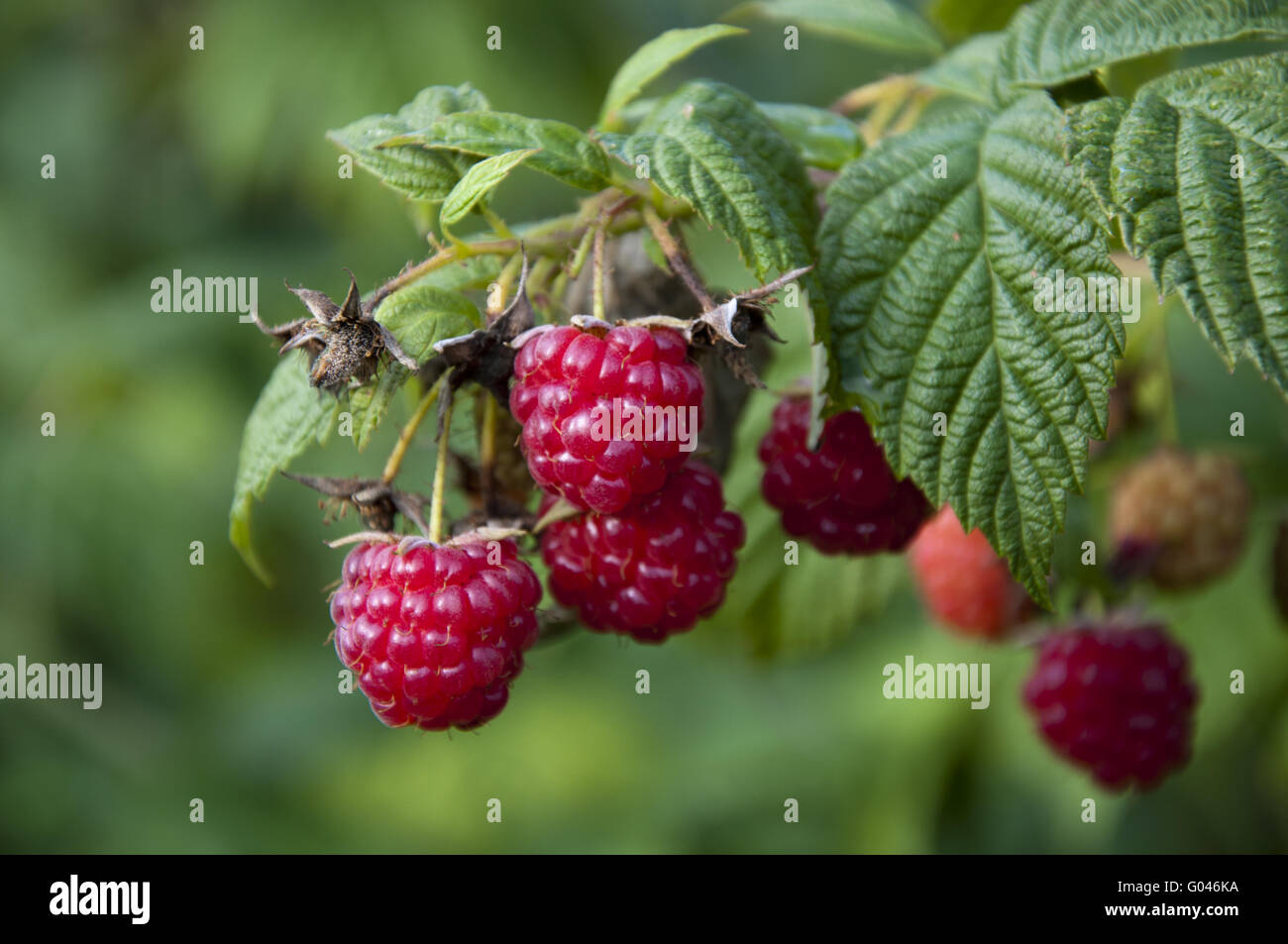 Himbeerkuchen hi-res stock photography and images - Alamy