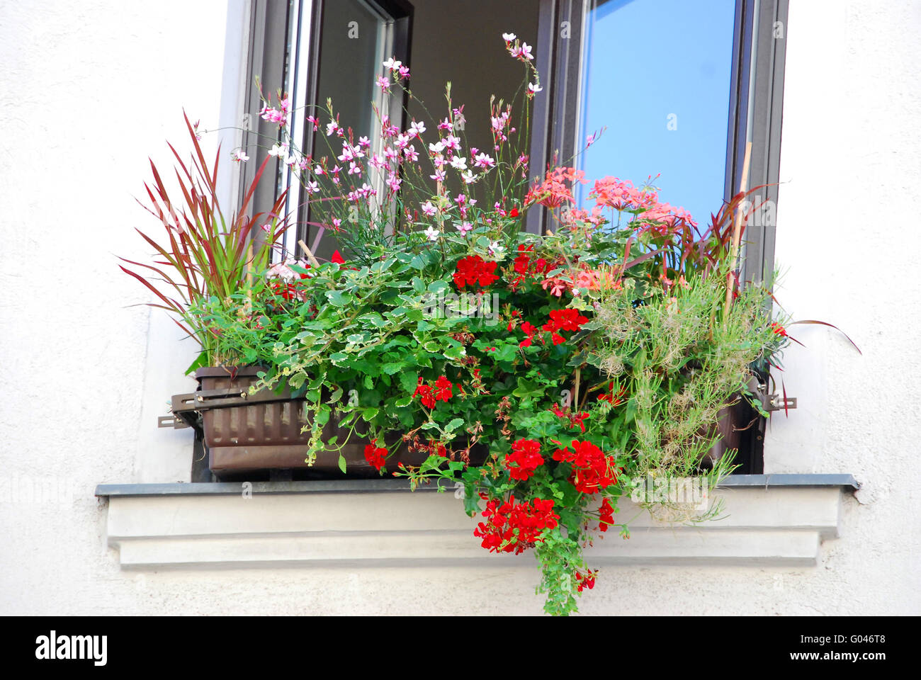 Window of rosa hi-res stock photography and images - Alamy