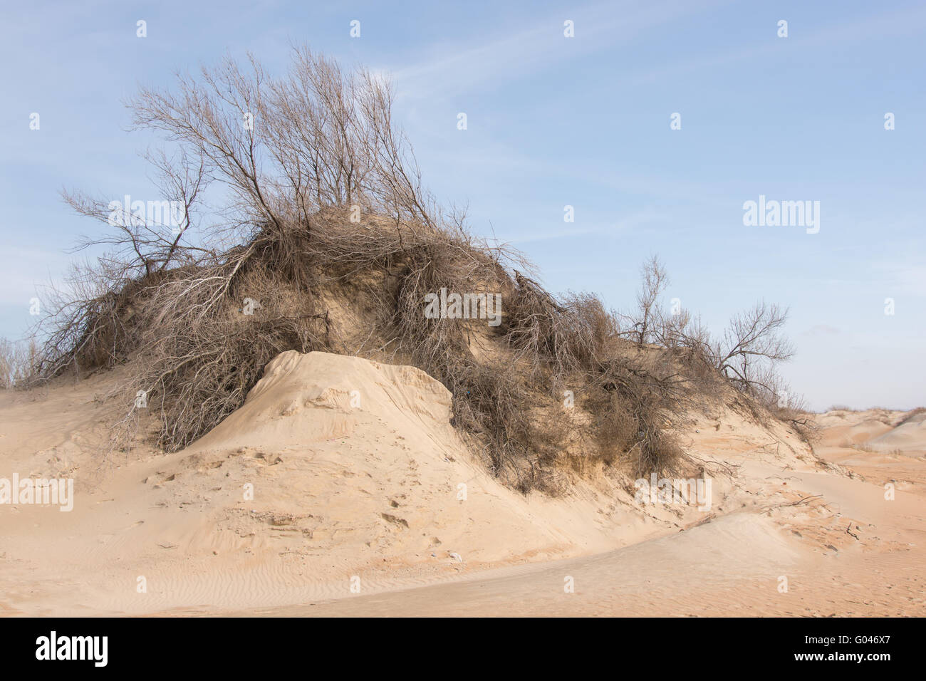 Sand dune with withered shrubs on it Stock Photo - Alamy