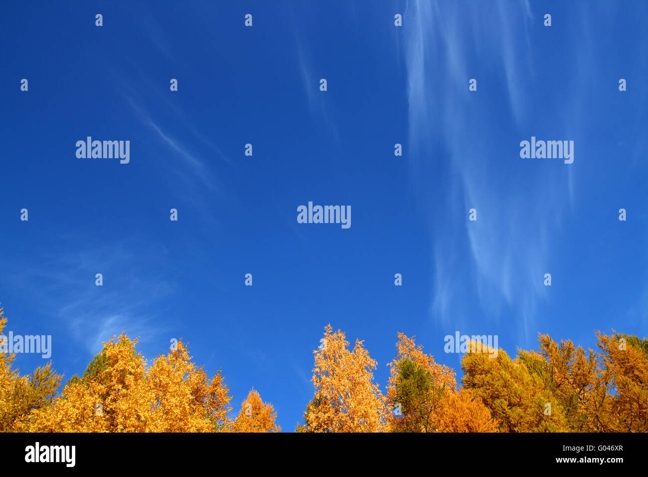 background with tops of autumn trees under sky Stock Photo - Alamy