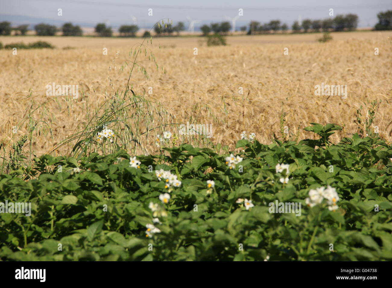 Potatoes, grain and power Stock Photo - Alamy