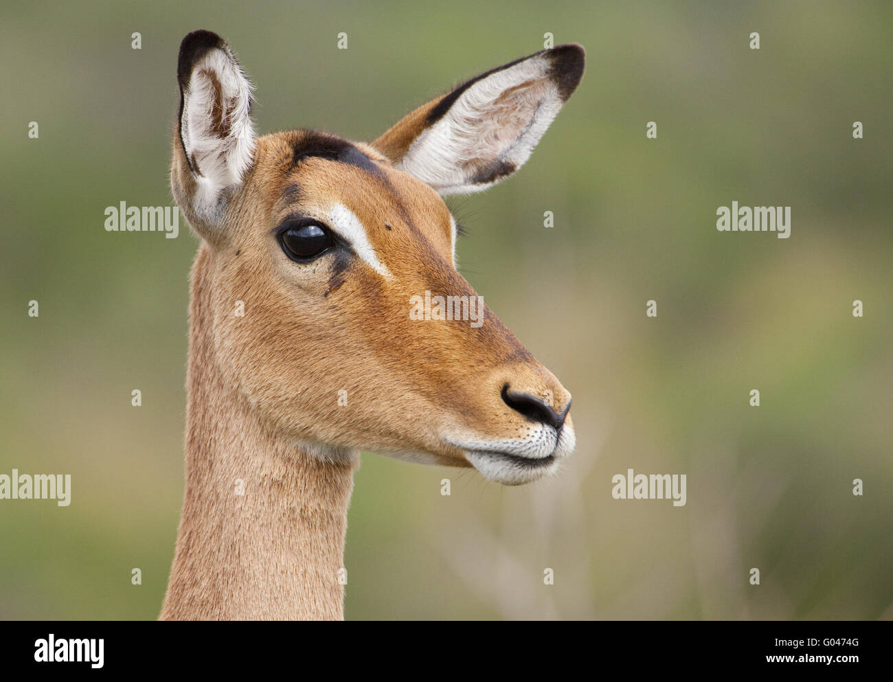 Antilope afrika hi-res stock photography and images - Alamy