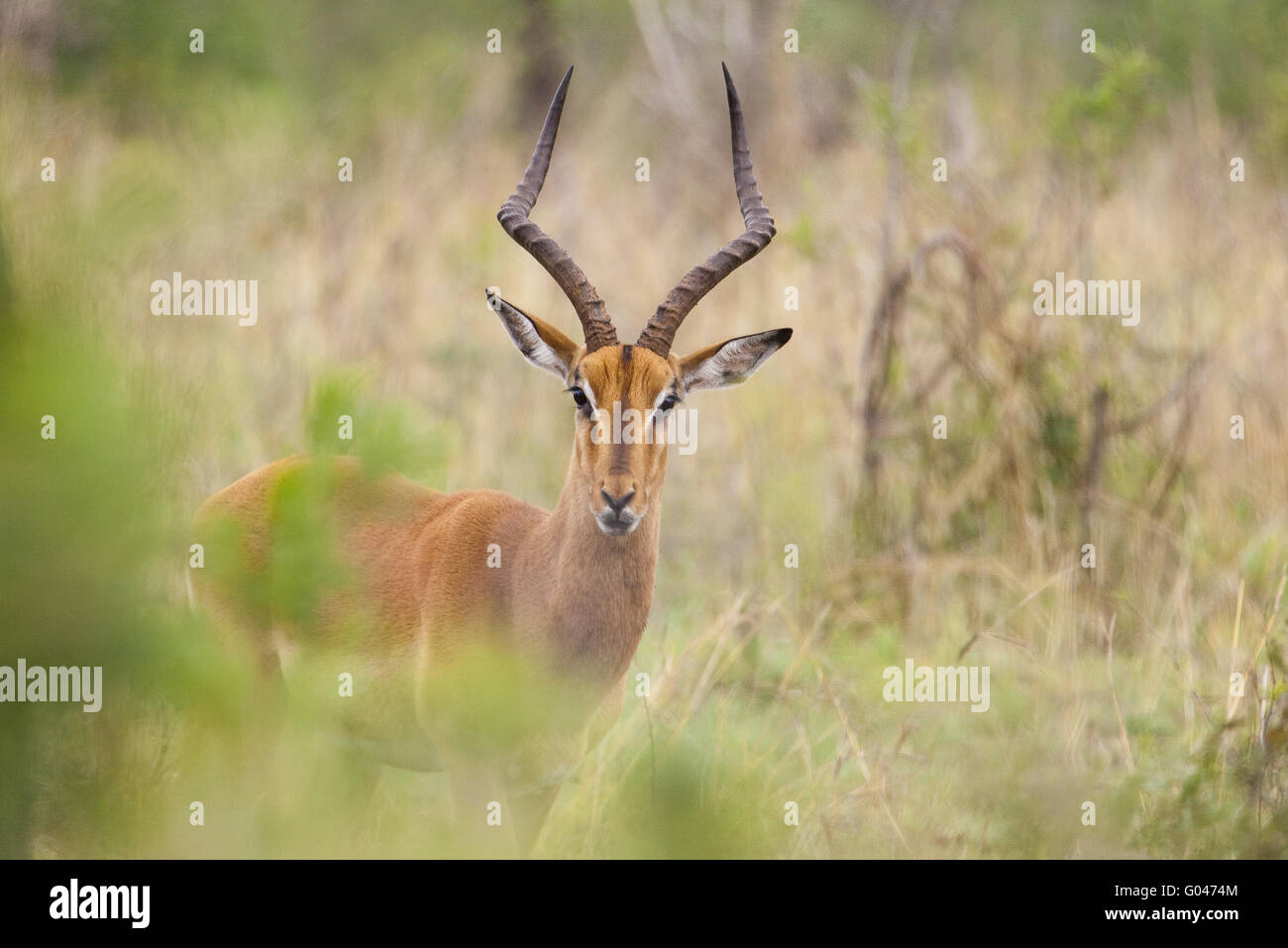 Antilope Afrika High Resolution Stock Photography and Images - Alamy