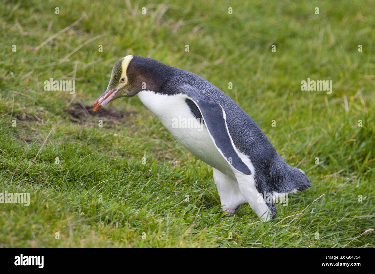 Yellow penguin hi-res stock photography and images - Alamy